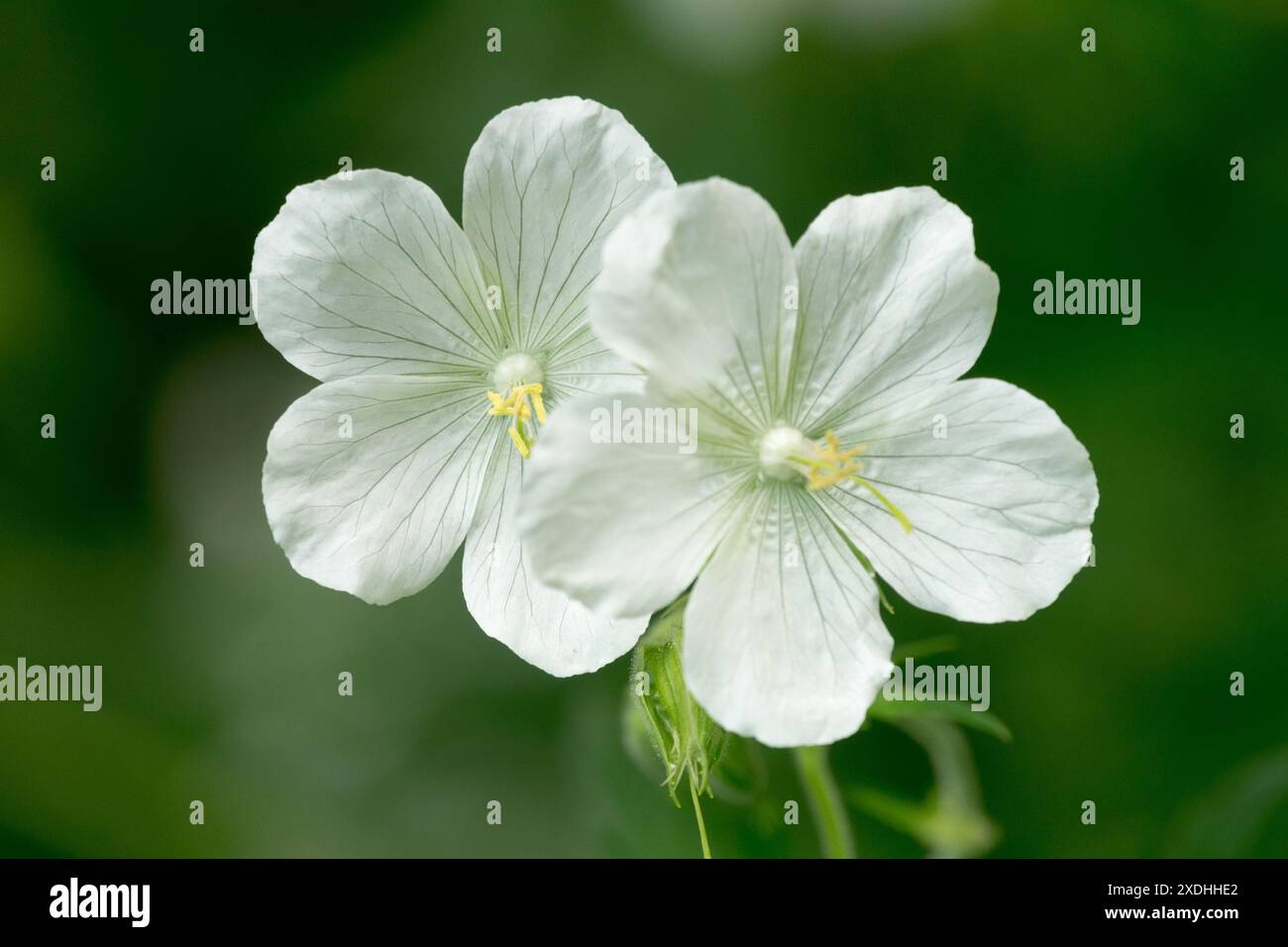 White, Flower Hardy Geranium pratense "Galactic Stock Photo - Alamy