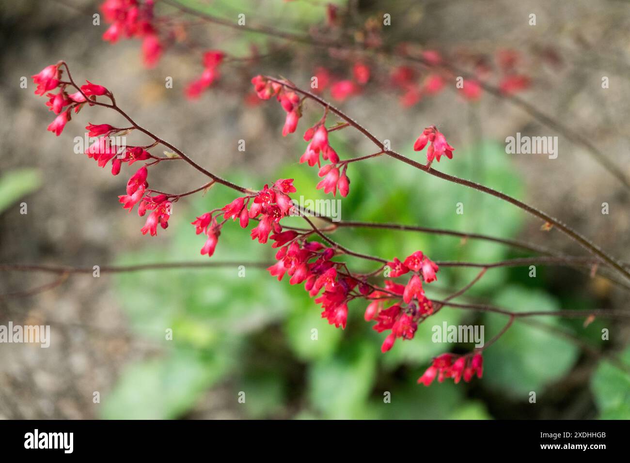 Heuchera sanguinea "Smedsberget" red flowering Stock Photo - Alamy