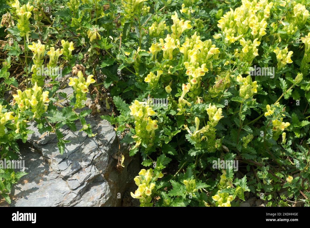 Scutellaria orientalis ssp. oreophila flower Stock Photo - Alamy
