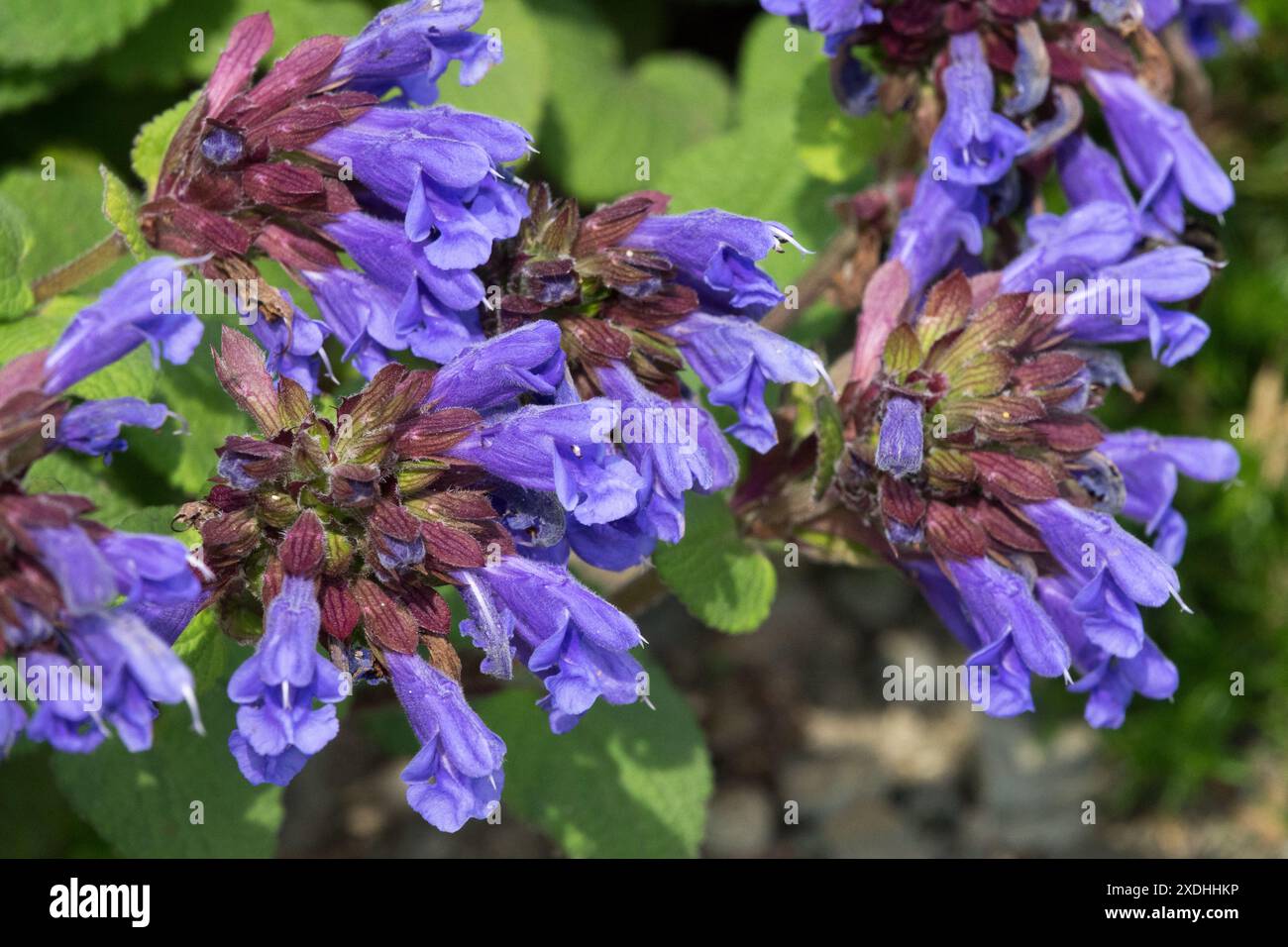 Dracocephalum bullatum hi-res stock photography and images - Alamy