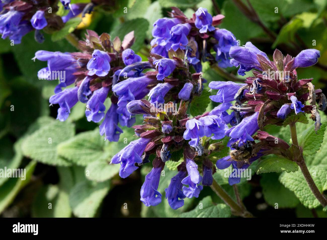 Dracocephalum hi-res stock photography and images - Alamy