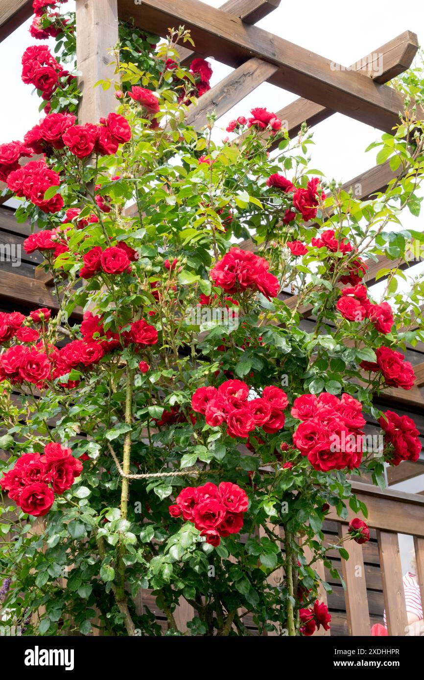 Red Rosa Rose Roses Rosaceae, Flower Flowers Blooming Blooms Flowering In Bloom, Garden Plant ...