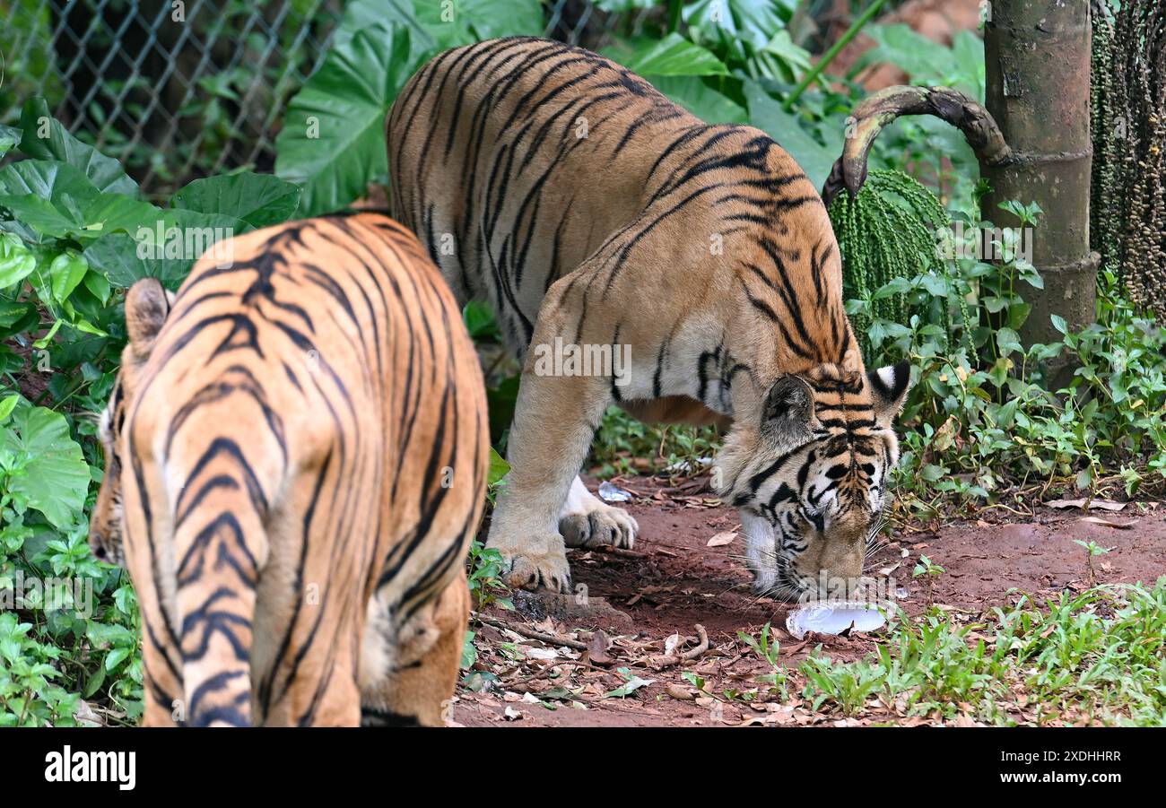 Haikou, China's Hainan Province. 23rd June, 2024. Tigers lick the ice ...