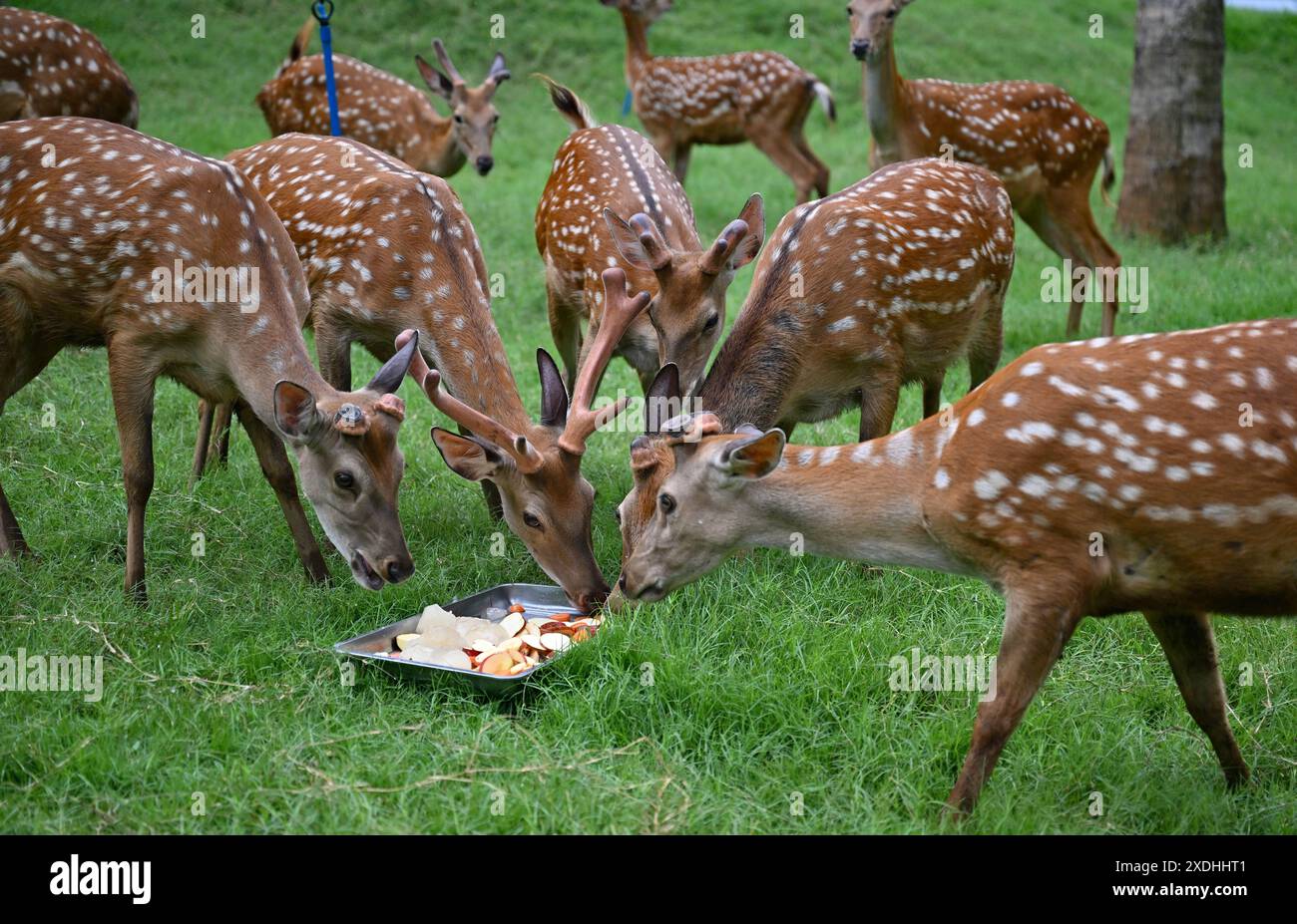 Haikou, China's Hainan Province. 23rd June, 2024. Sika deer enjoy ...