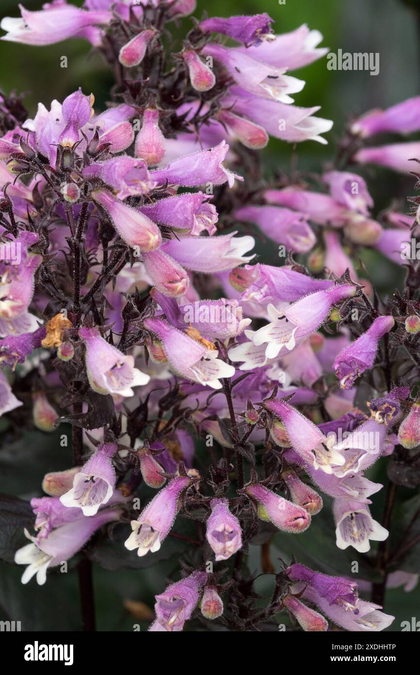 Pink, Purple flower Penstemon davidsonii "Dakota Burgundy", Plants ...