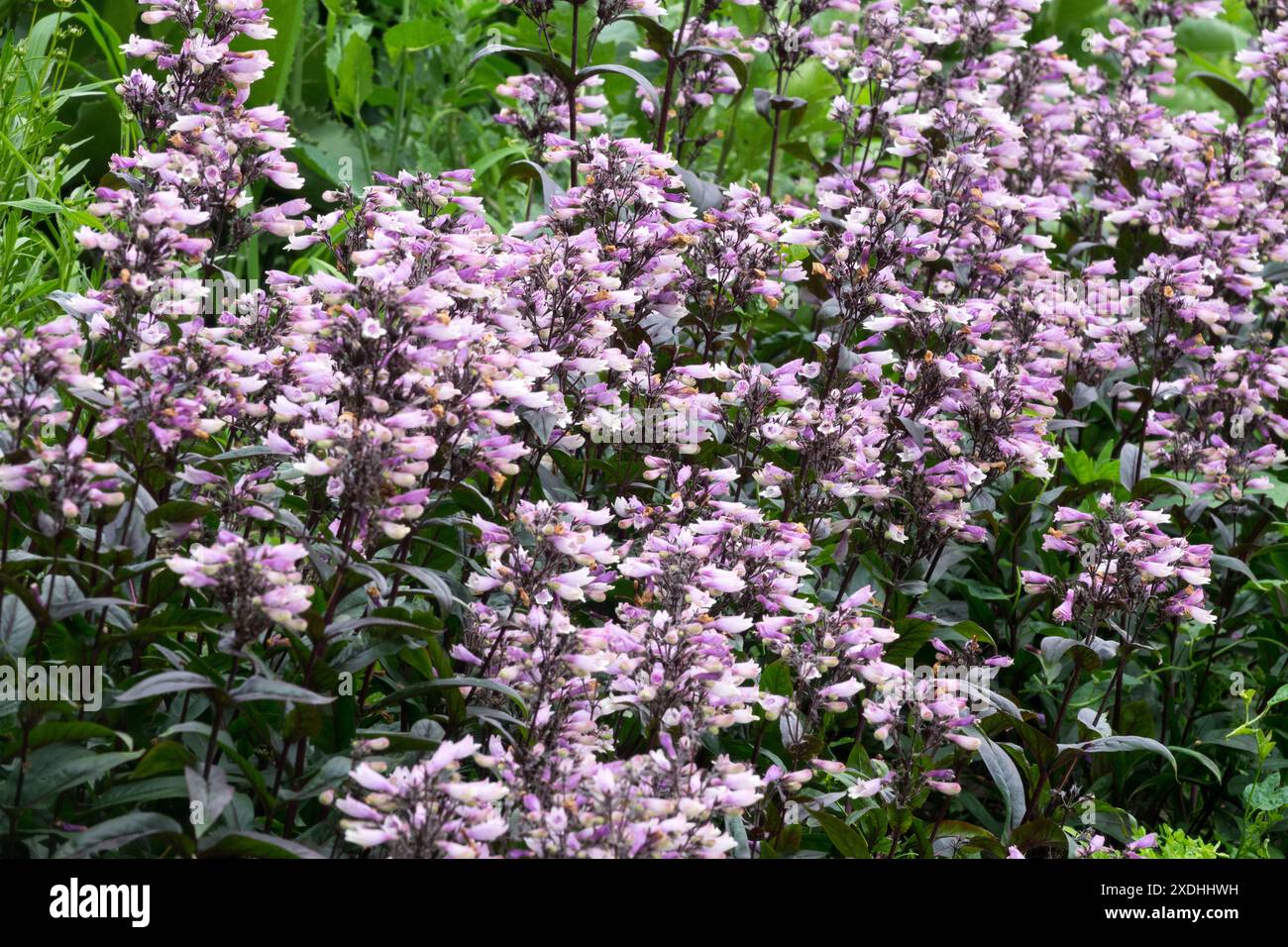 Pink, Purple, Penstemon davidsonii "Dakota Burgundy", Garden Plant ...