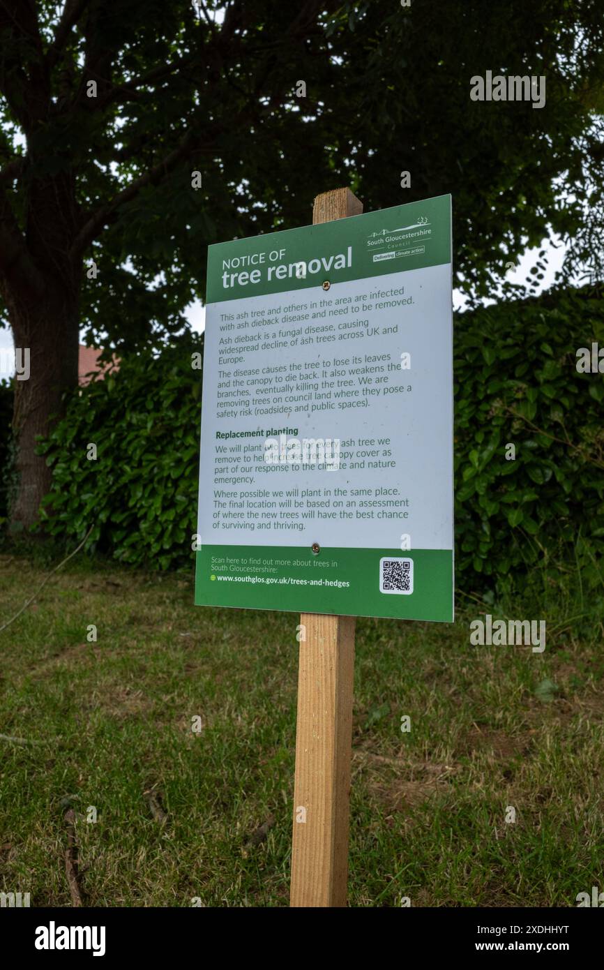 Notice of tree removal due to Ash dieback fungal disease Stock Photo ...
