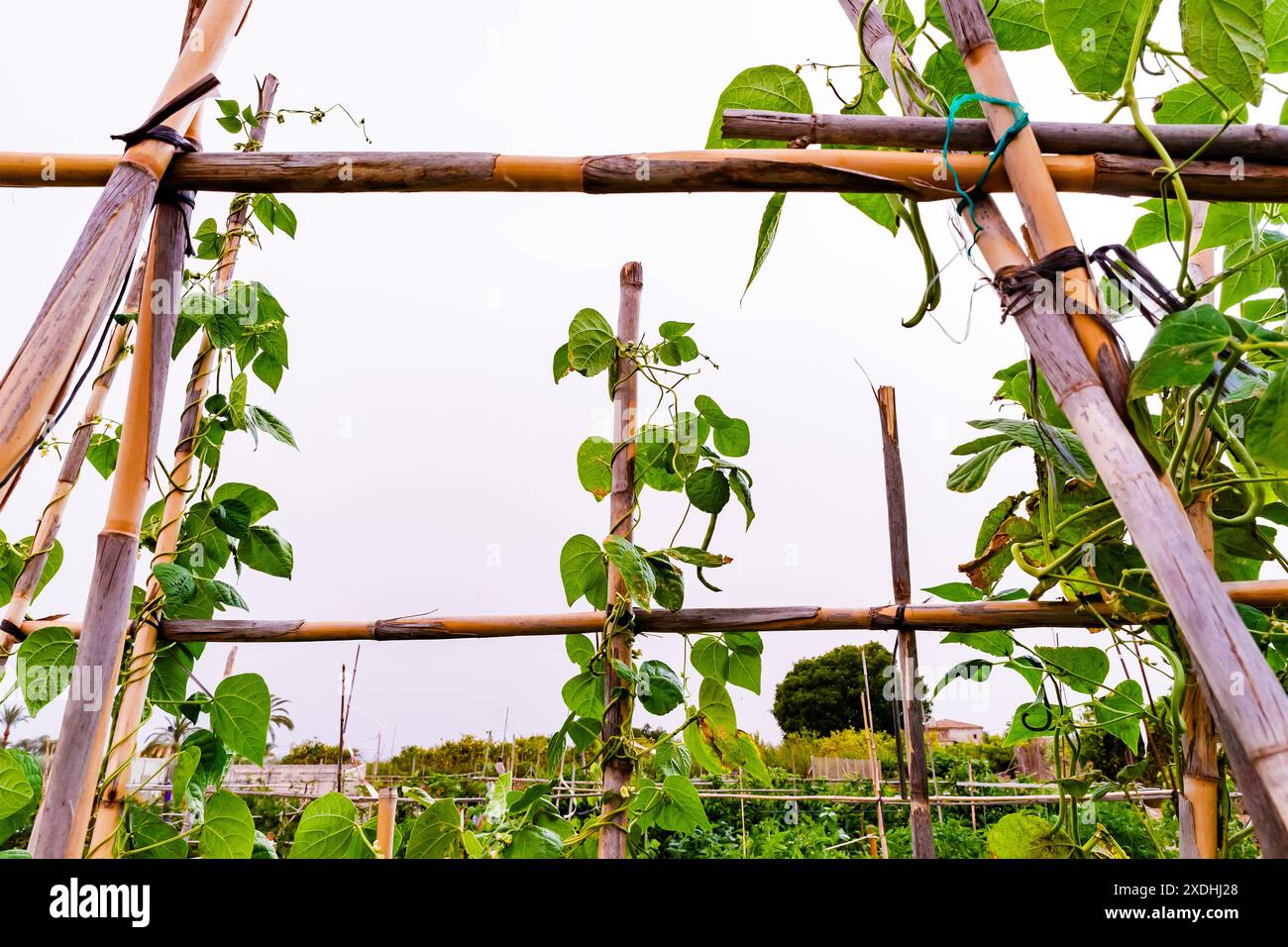 Beans rooted in canes in Villajoyosa Stock Photo - Alamy
