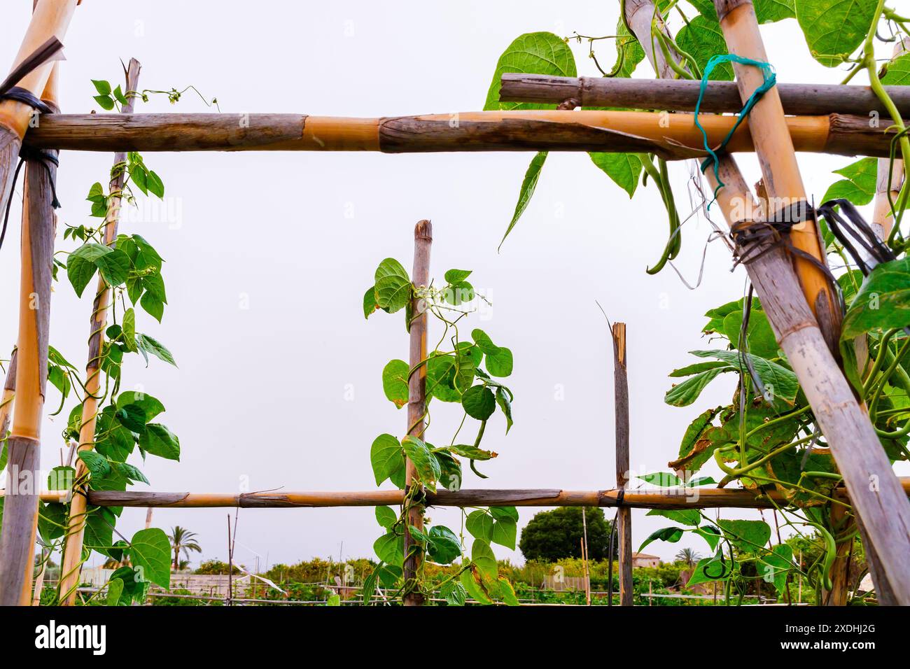 Beans rooted in canes in Villajoyosa Stock Photo - Alamy