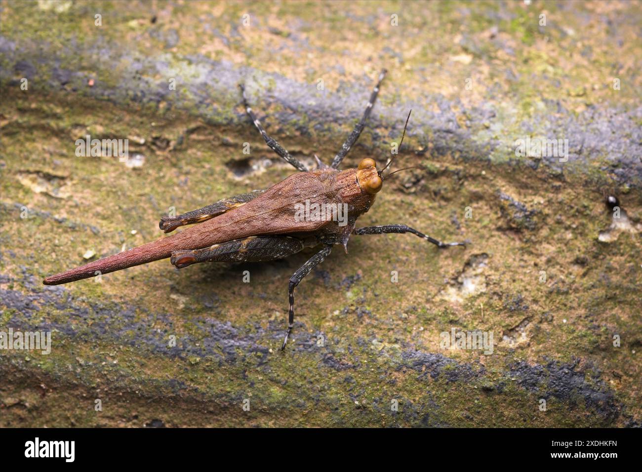 Small grasshoppers hi-res stock photography and images - Alamy