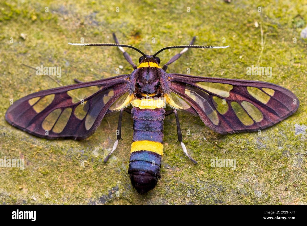 Japanese nine-spotted moth Stock Photo - Alamy