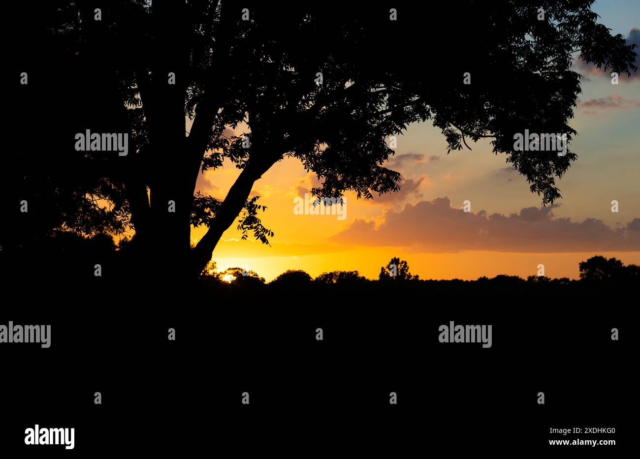 Fully leaved pecan tree in the summer in North Carolina with a colorful ...