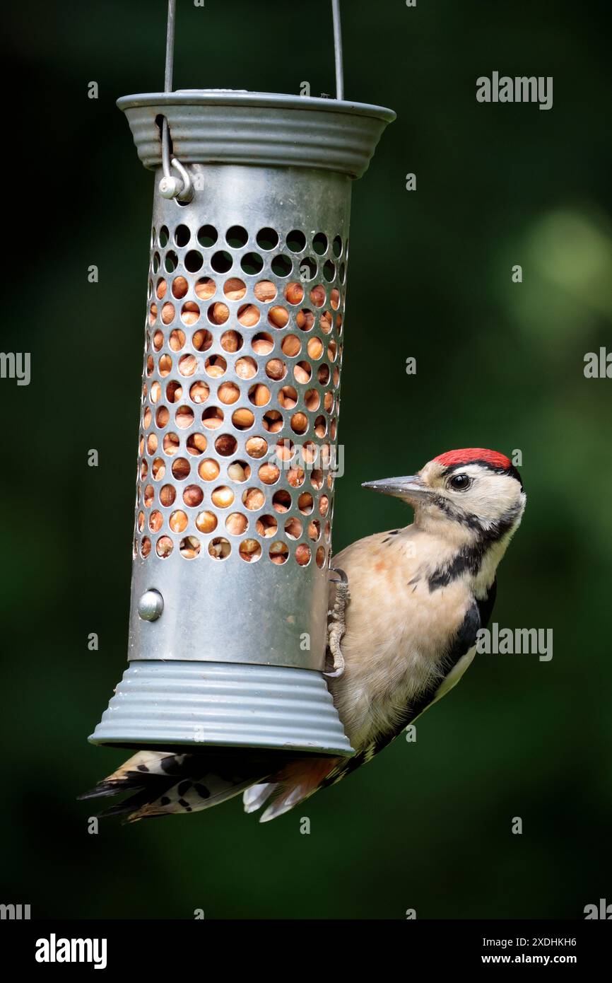 Great spotted woodpecker dendrocopus major, juvenile with red cap black ...