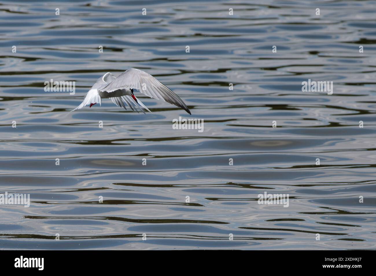 Common turn Sterna hirundo, in flight pale grey back and upperparts ...