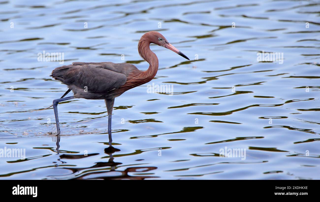 Wading through swamp america hi-res stock photography and images - Alamy