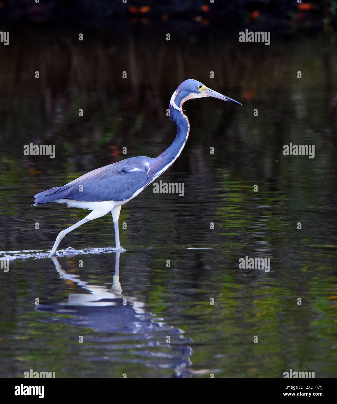 Tricolor heron wading and fishing in shallow dark water Stock Photo - Alamy