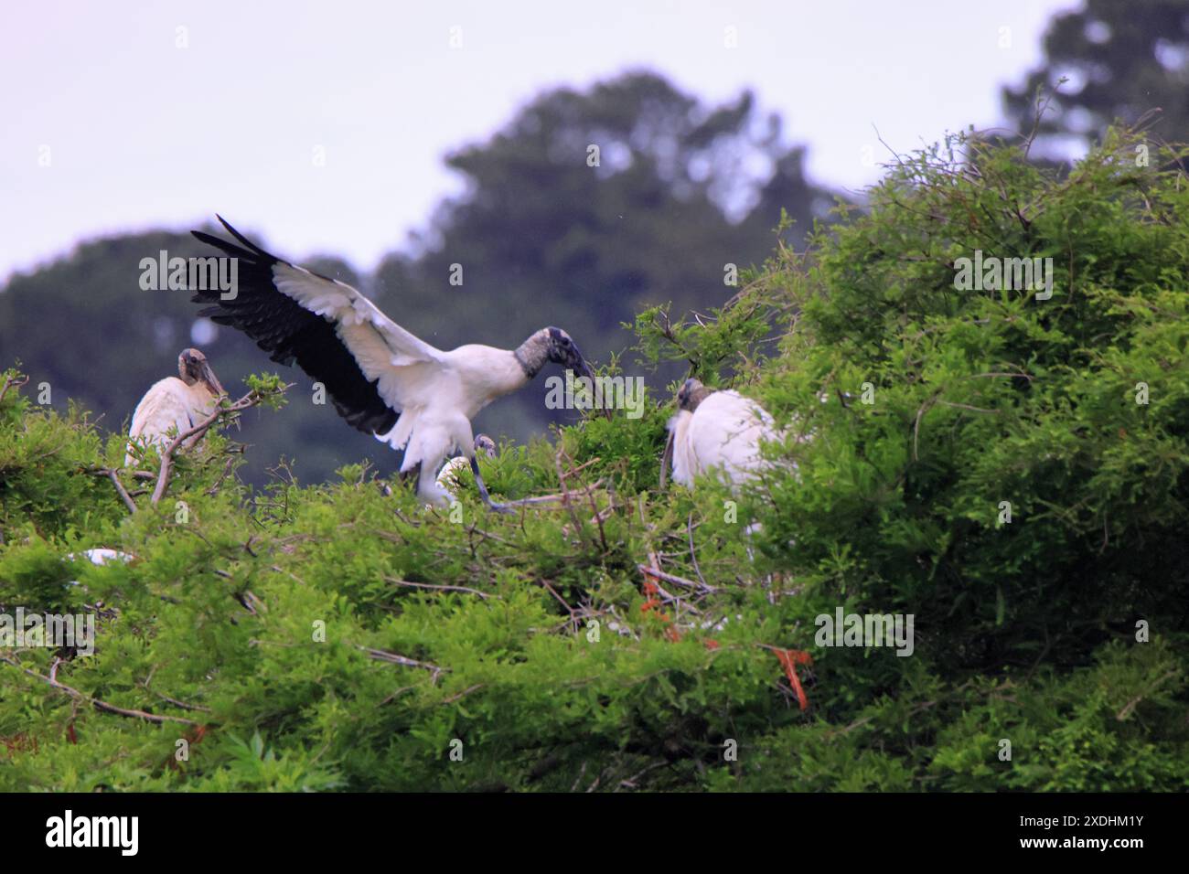 Wood Storks (Mycteria americana) landing on a tree at a rookery in ...