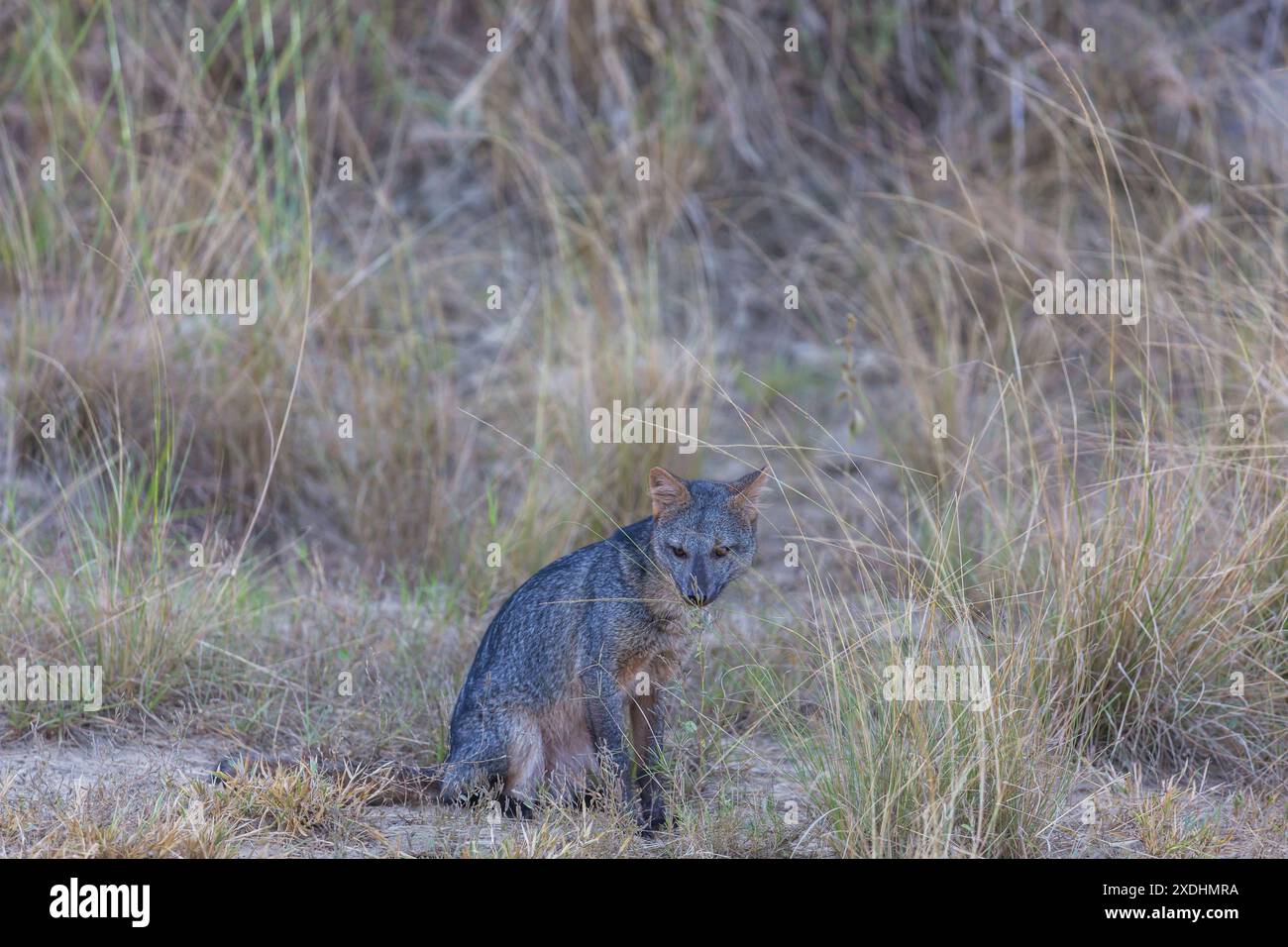 Brazilian fox hi-res stock photography and images - Alamy