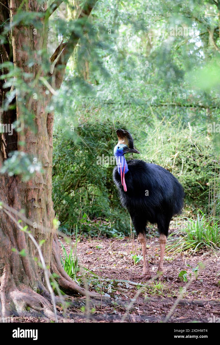 A Southern Cassowary at Paignton Zoo, South Devon Stock Photo - Alamy