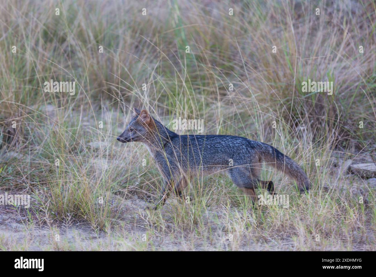 Brazilian fox hi-res stock photography and images - Alamy