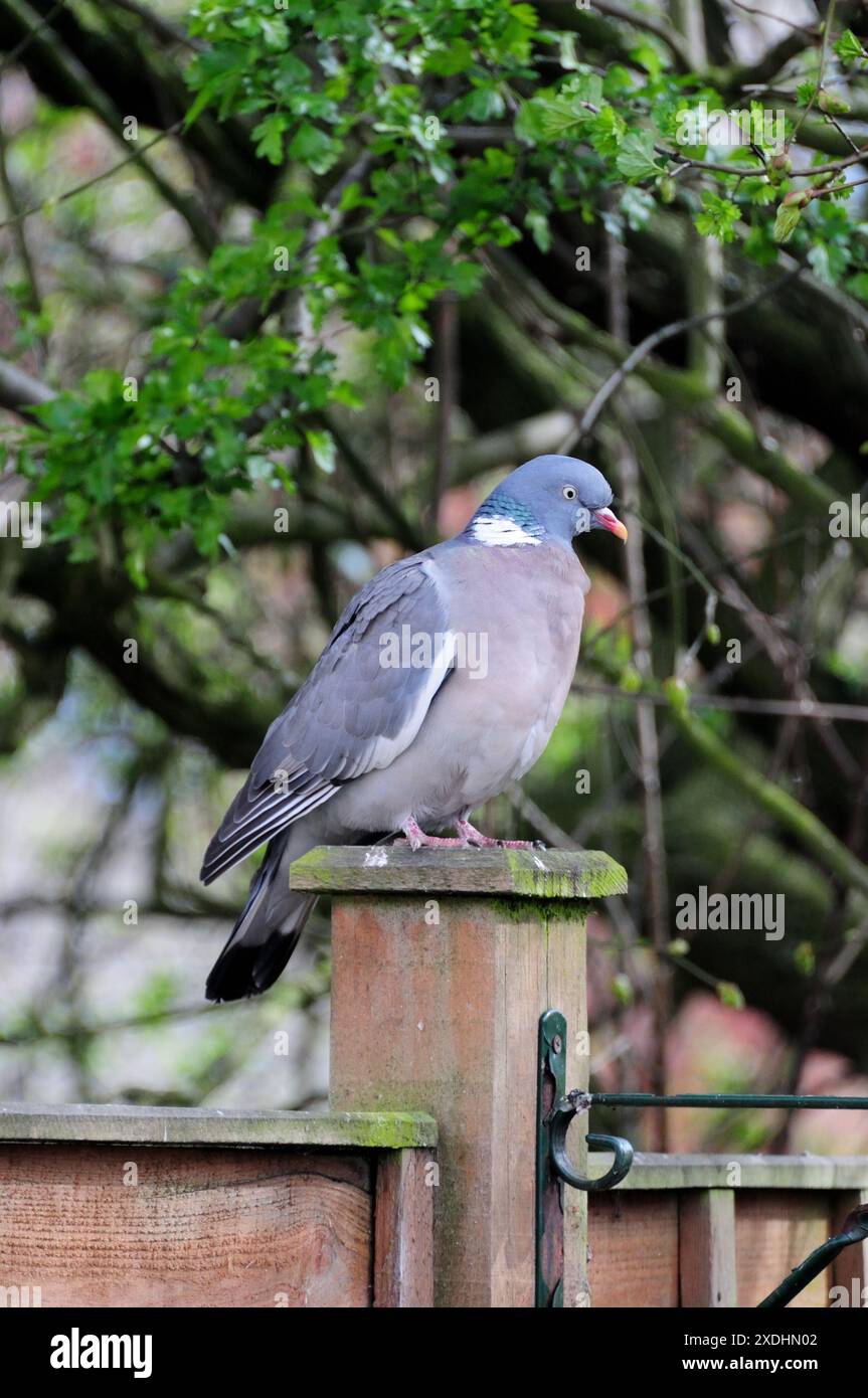 Woodpigeon on a garden fence hi-res stock photography and images - Alamy