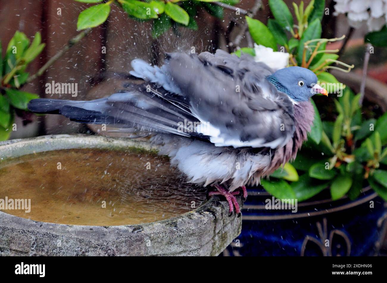 A wood pigeon on a garden bird bath Stock Photo - Alamy