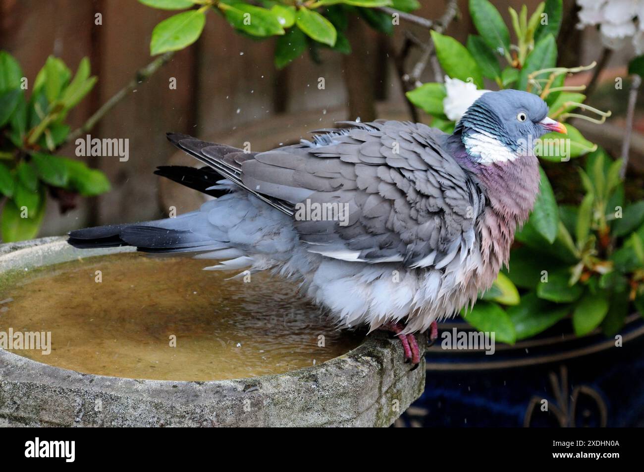 A wood pigeon on a garden bird bath Stock Photo - Alamy