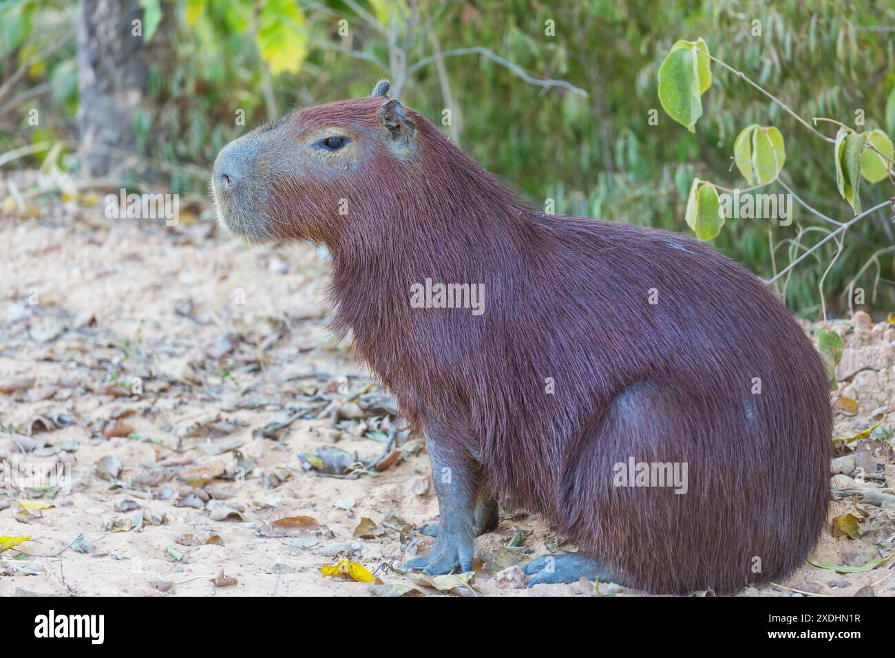 Capybara in the Pantanal, Brazil, South America Stock Photo - Alamy