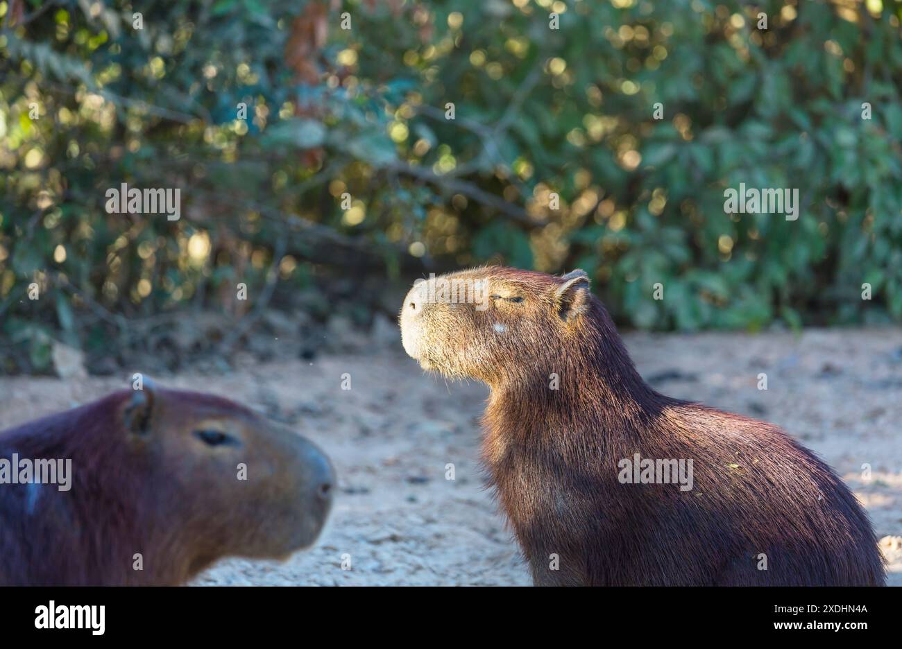 Capybara in the Pantanal, Brazil, South America Stock Photo - Alamy