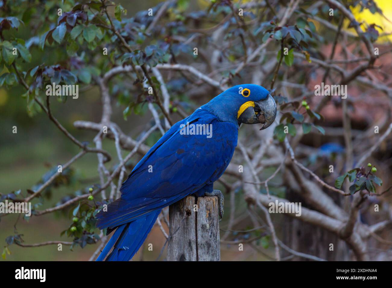 Blue macaw in brazilian tropic Stock Photo - Alamy