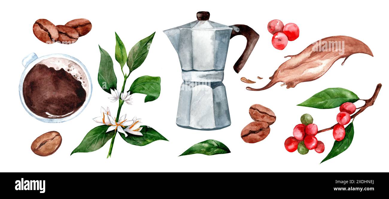 Watercolor set of red Arabica beans on a branch with flowers. Illustration Coffee isolated on ...