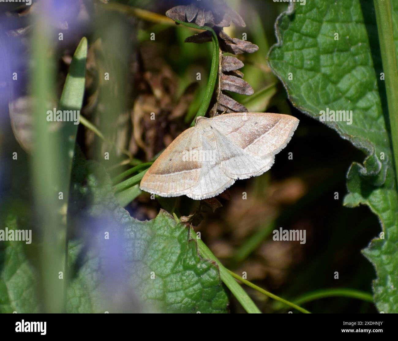 Brown silver-line moth - Cornwall, UK Stock Photo - Alamy