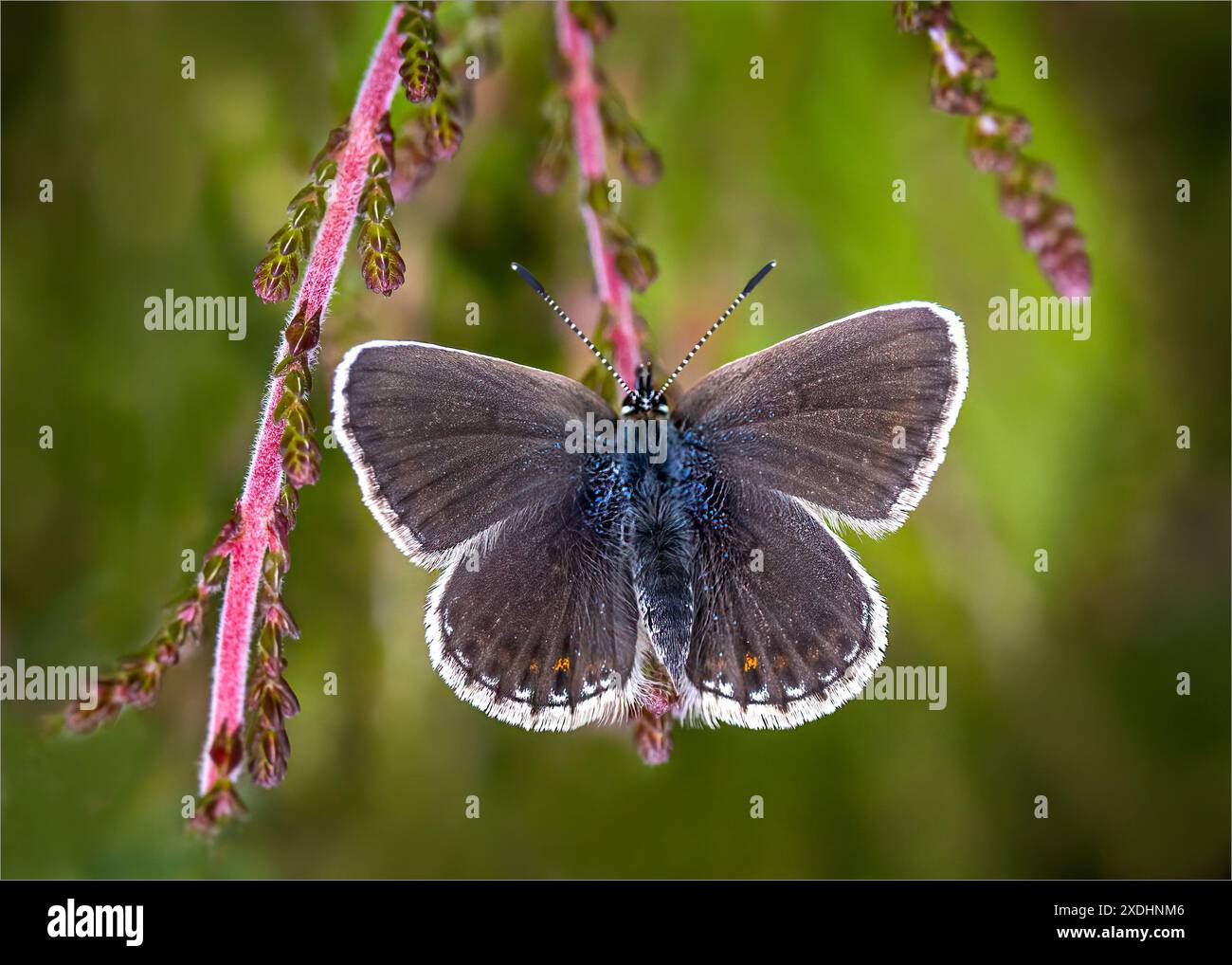 Female silver studded blue butterfly hi-res stock photography and ...
