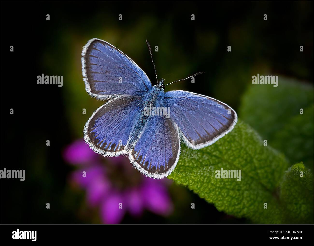 Male Silver-Studded Blue Butterfly Warmin Up Stock Photo - Alamy