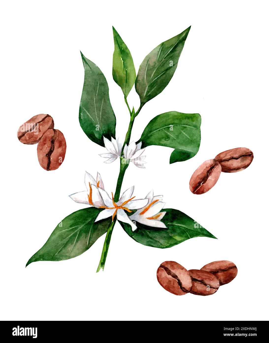 Set of coffee branches with flowers and coffee beans. Watercolor ...