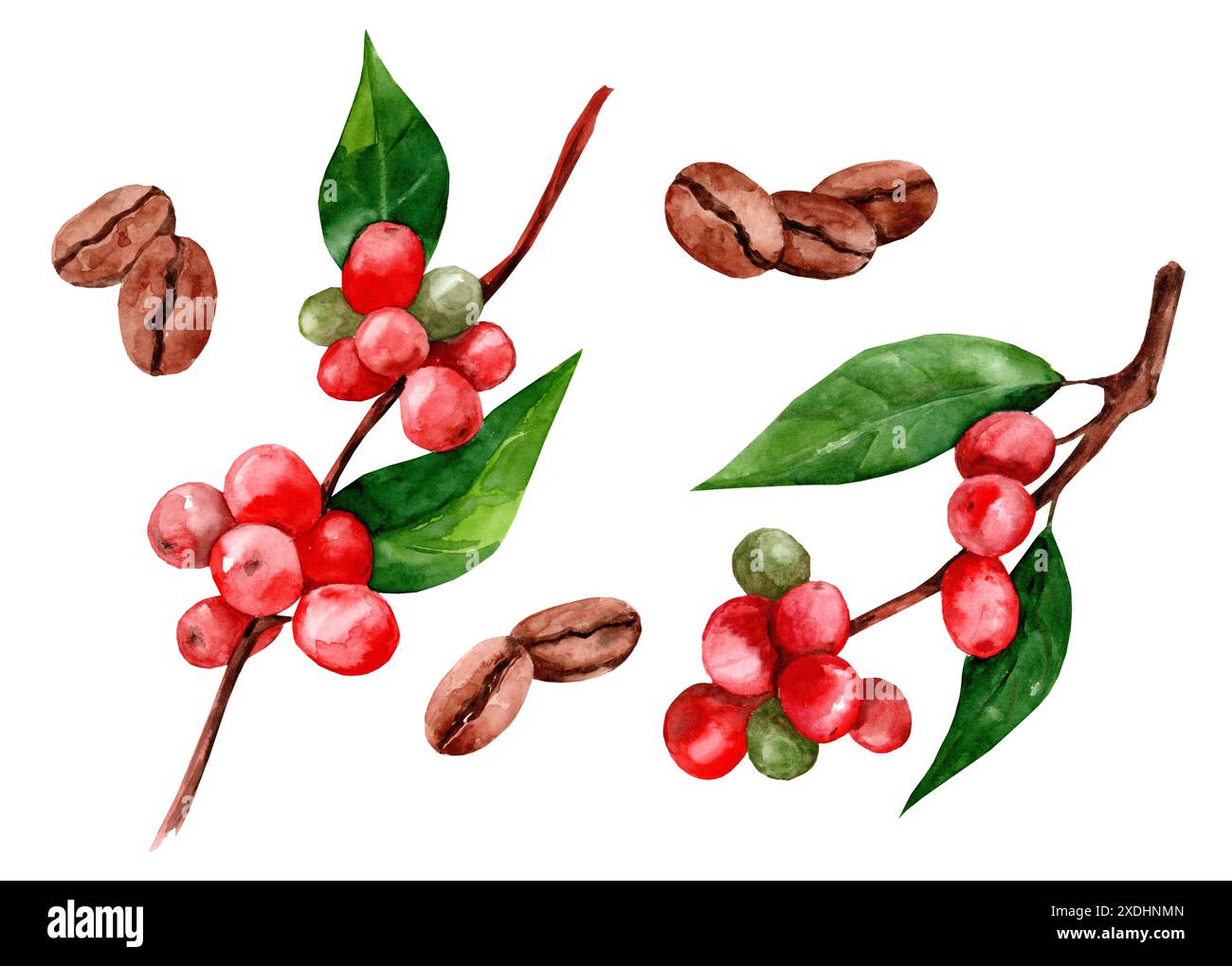 Set of coffee branches with red beans. Watercolor illustration of ...