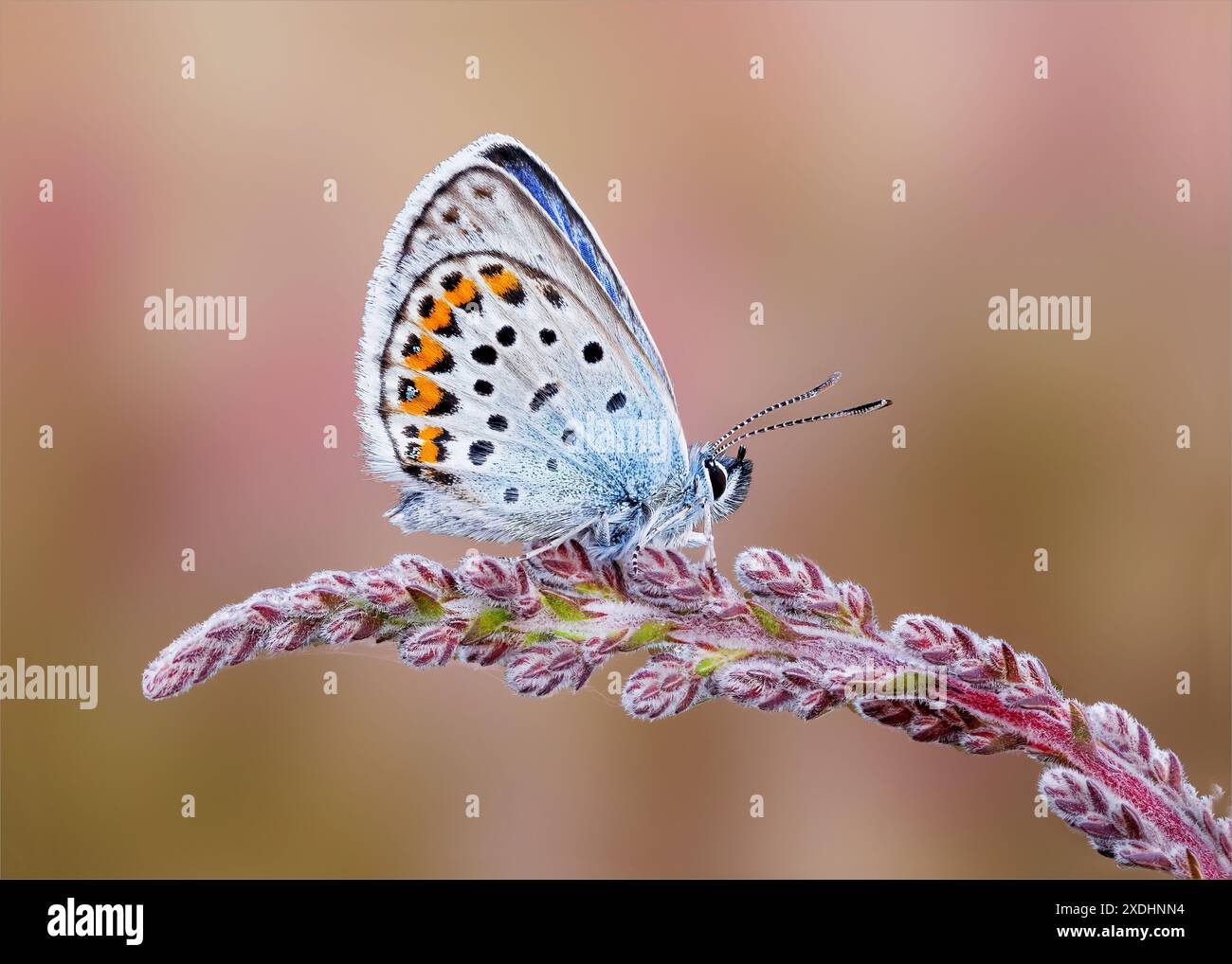 Silver-Studded Blue Butterfly on Heather Sprig Stock Photo - Alamy