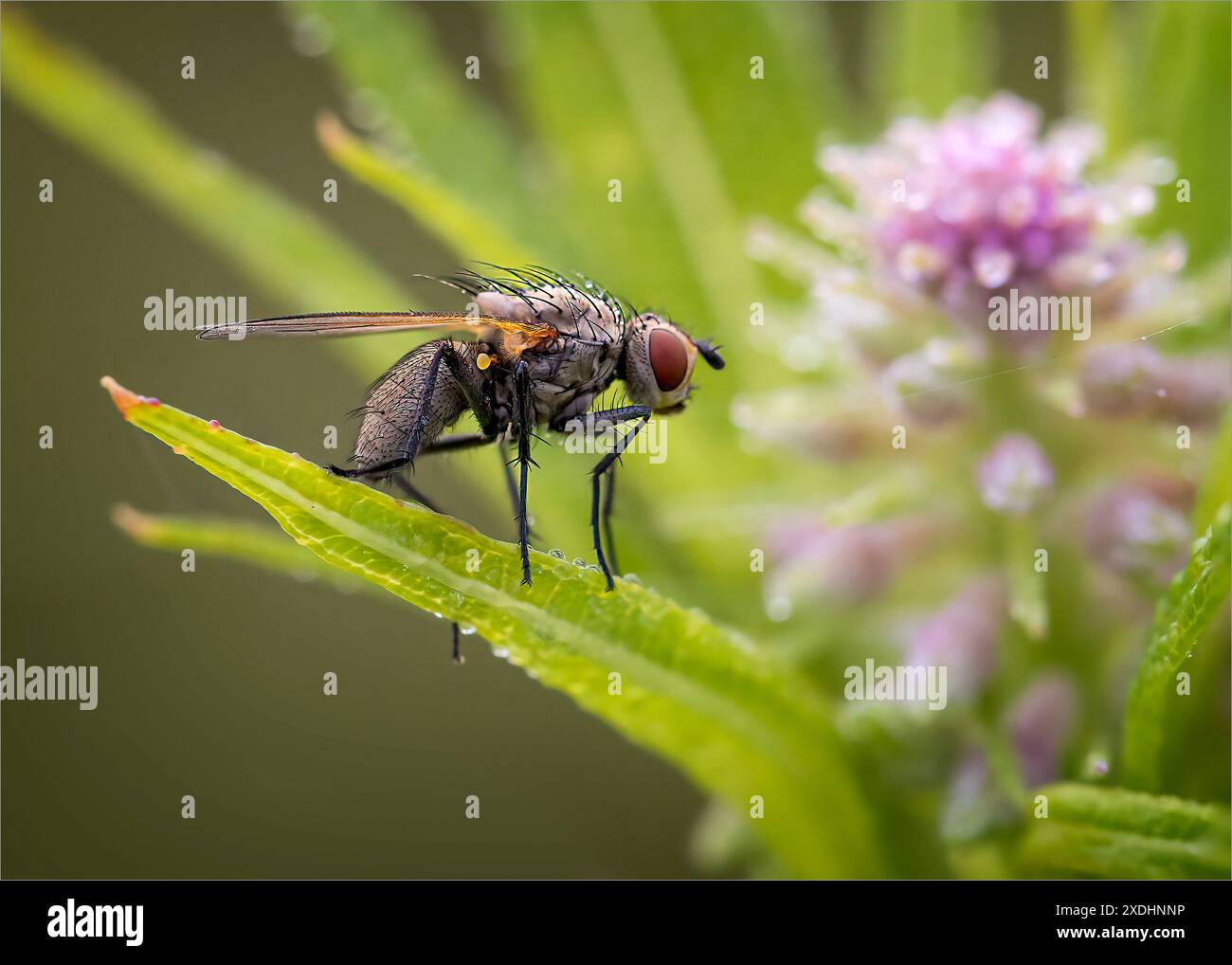Tine flower hi-res stock photography and images - Alamy