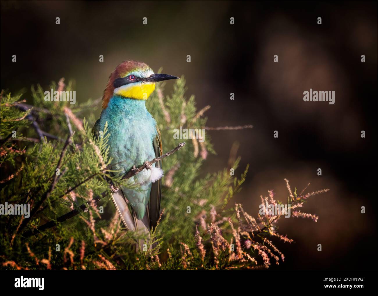 European Bee Eater in Tree Stock Photo - Alamy