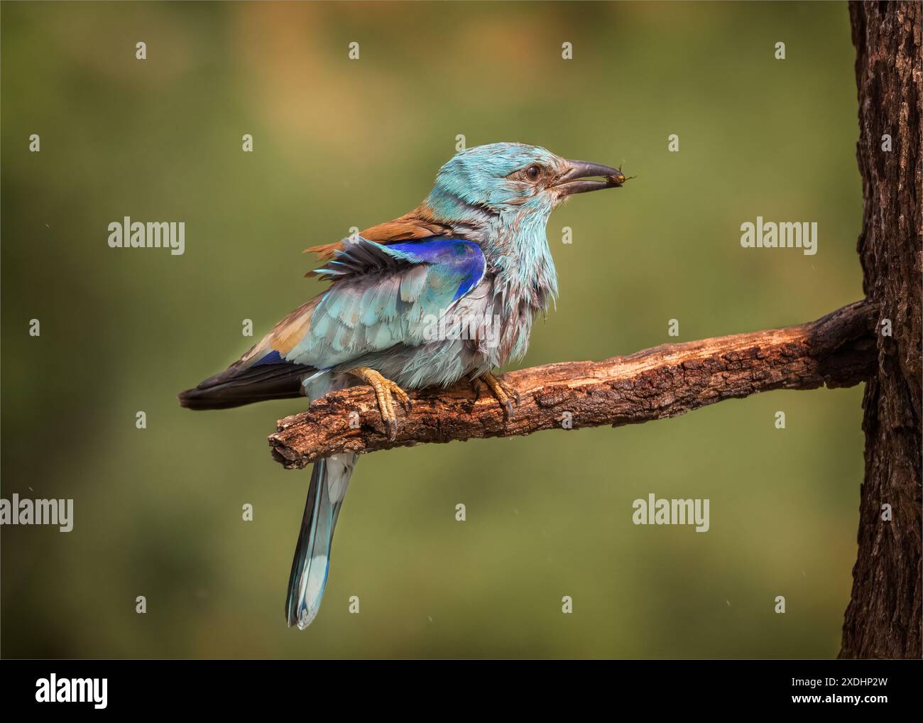 Passing the bug hi-res stock photography and images - Alamy