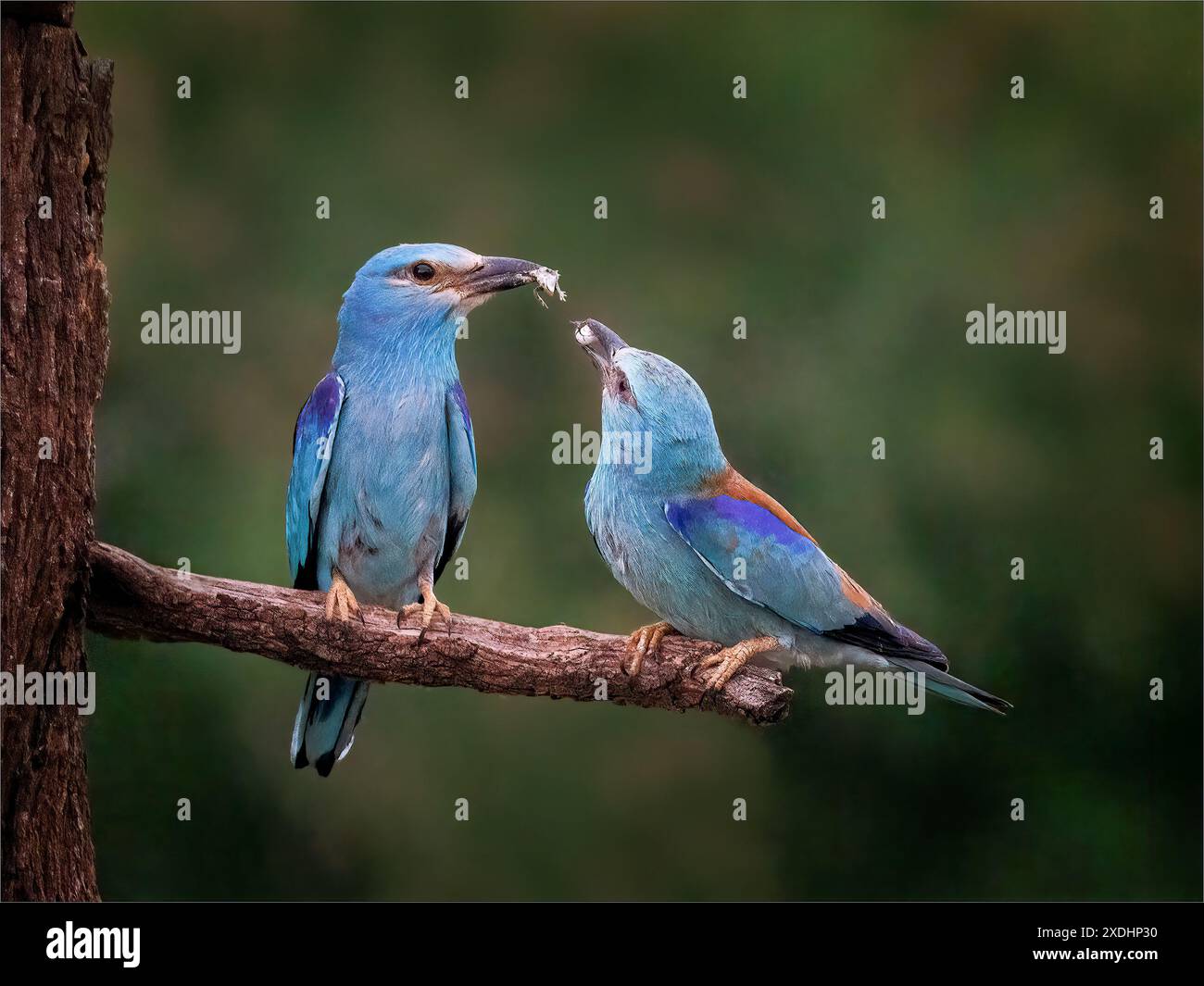 Passing the bug hi-res stock photography and images - Alamy