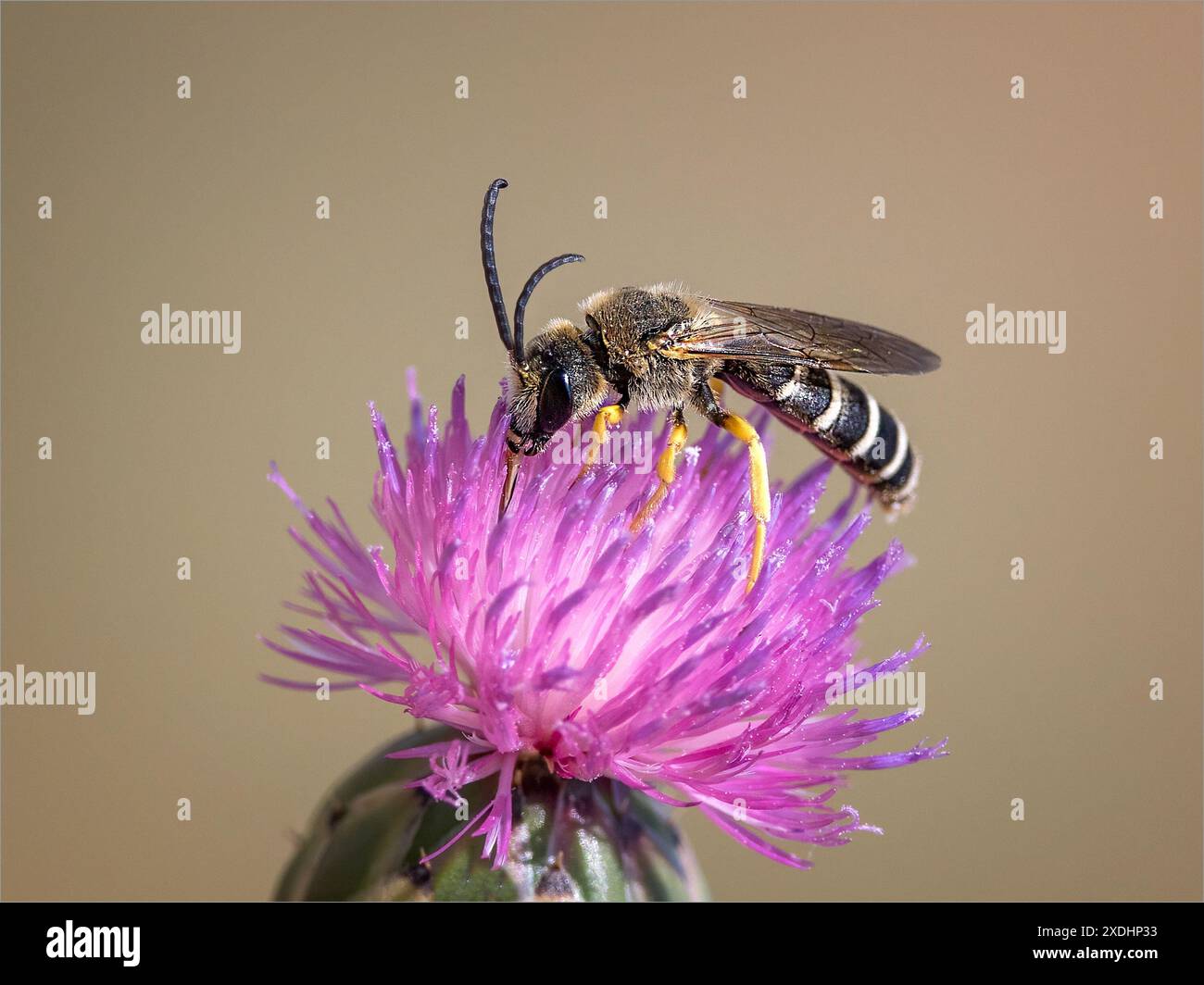 Nectaring insect hi-res stock photography and images - Alamy