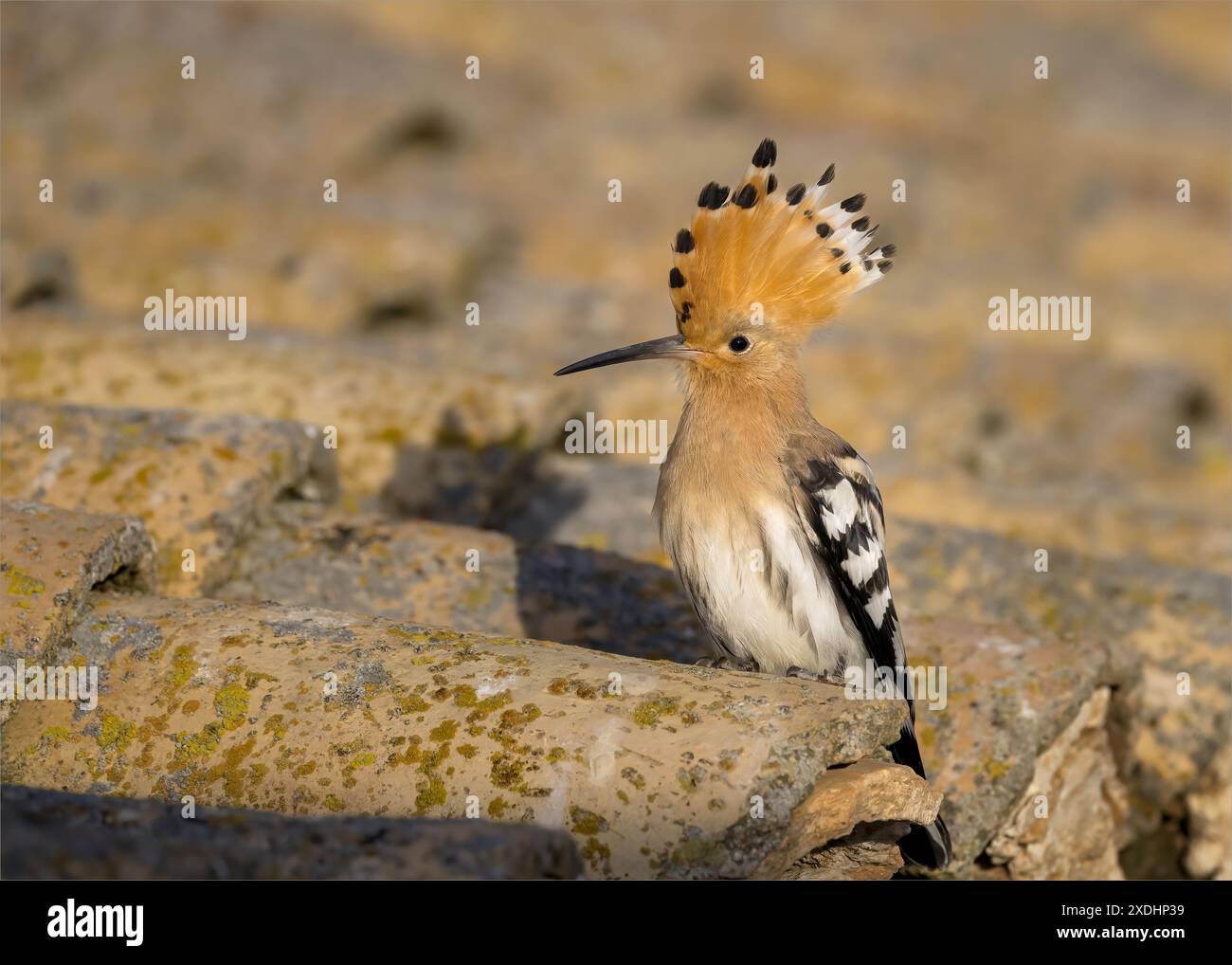 Hoope on Roof Top, Crest Raised Stock Photo - Alamy