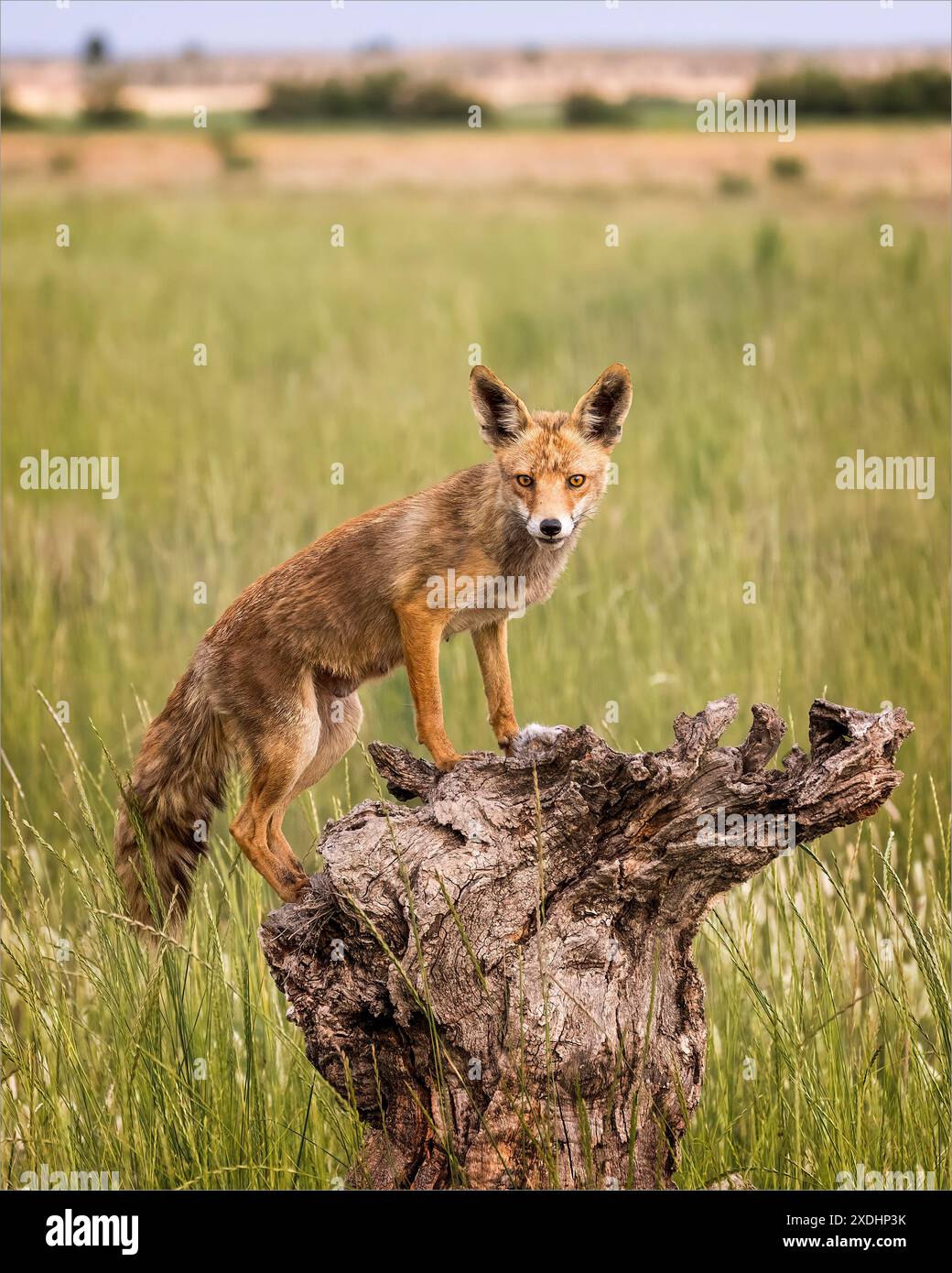 Fox on log hi-res stock photography and images - Alamy