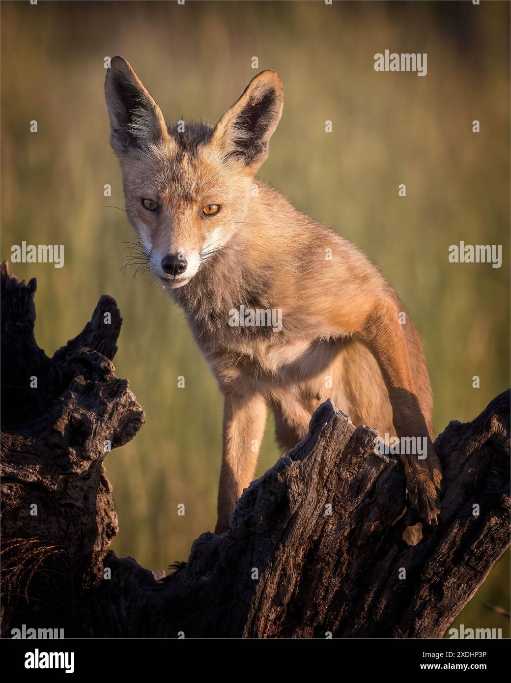 Fox on Log with Prey Stock Photo - Alamy