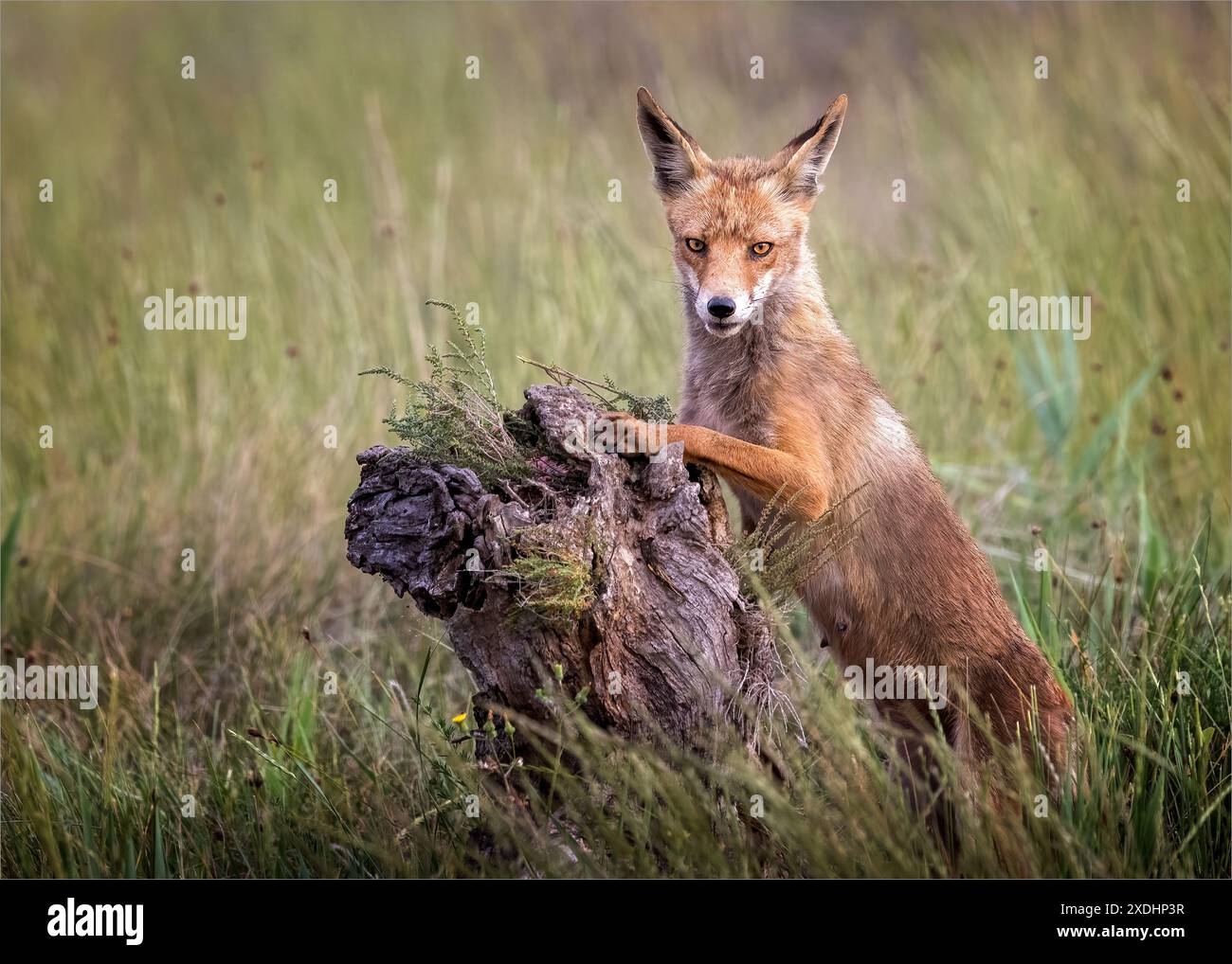Fox on log hi-res stock photography and images - Alamy