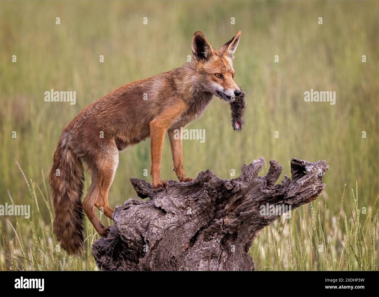 Fox on Log with Prey Stock Photo - Alamy