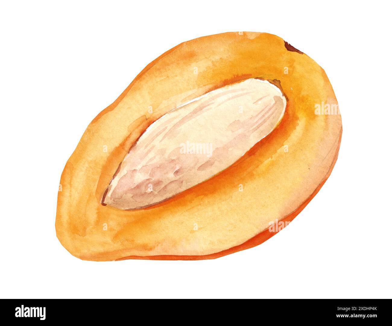 Watercolor slice of Yellow Mango. Drawing of ripe tropical Fruit ...