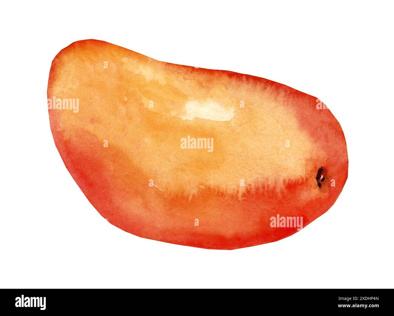 Watercolor yellow mango. Drawing of ripe tropical fruit isolated on ...