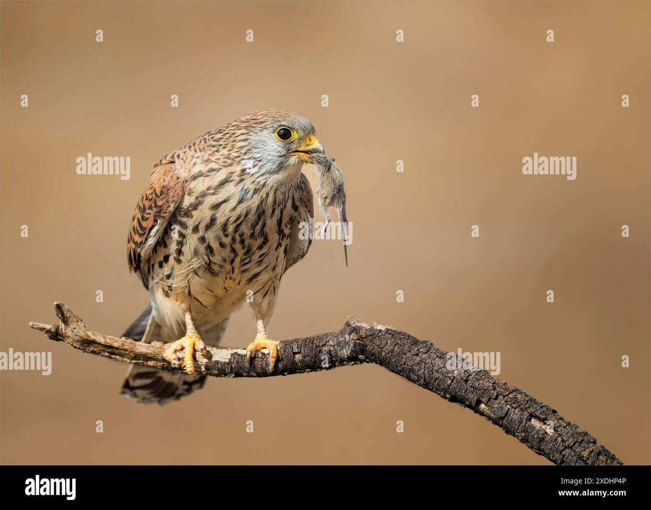 Female Lesser Kestrel with Mouse Prey Stock Photo - Alamy